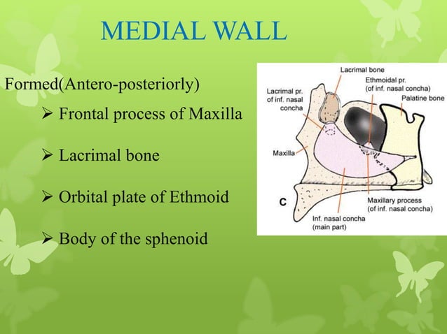 Anatomy of Eye Orbit | PPTX