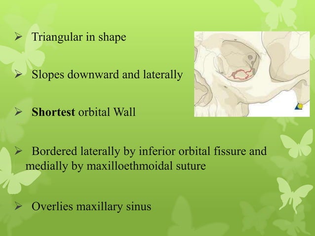 Anatomy of Eye Orbit | PPTX