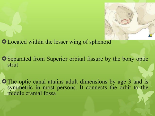 Anatomy of Eye Orbit | PPTX