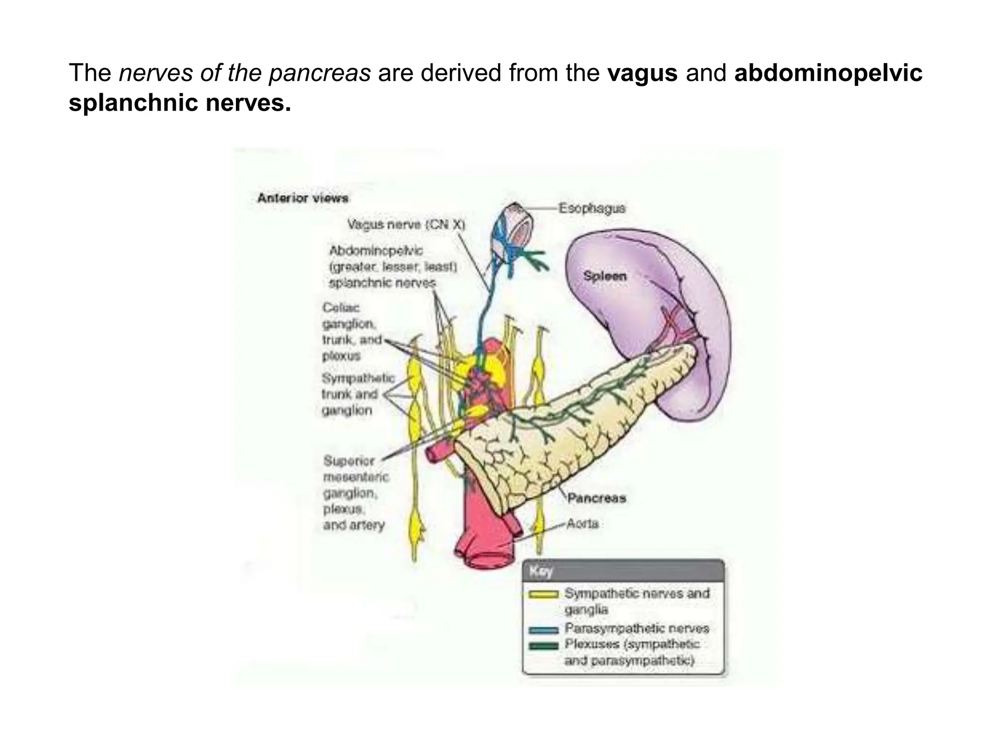 anatomy-of-pancreas-Pancreas is an elongated, accessory digestive gland ...
