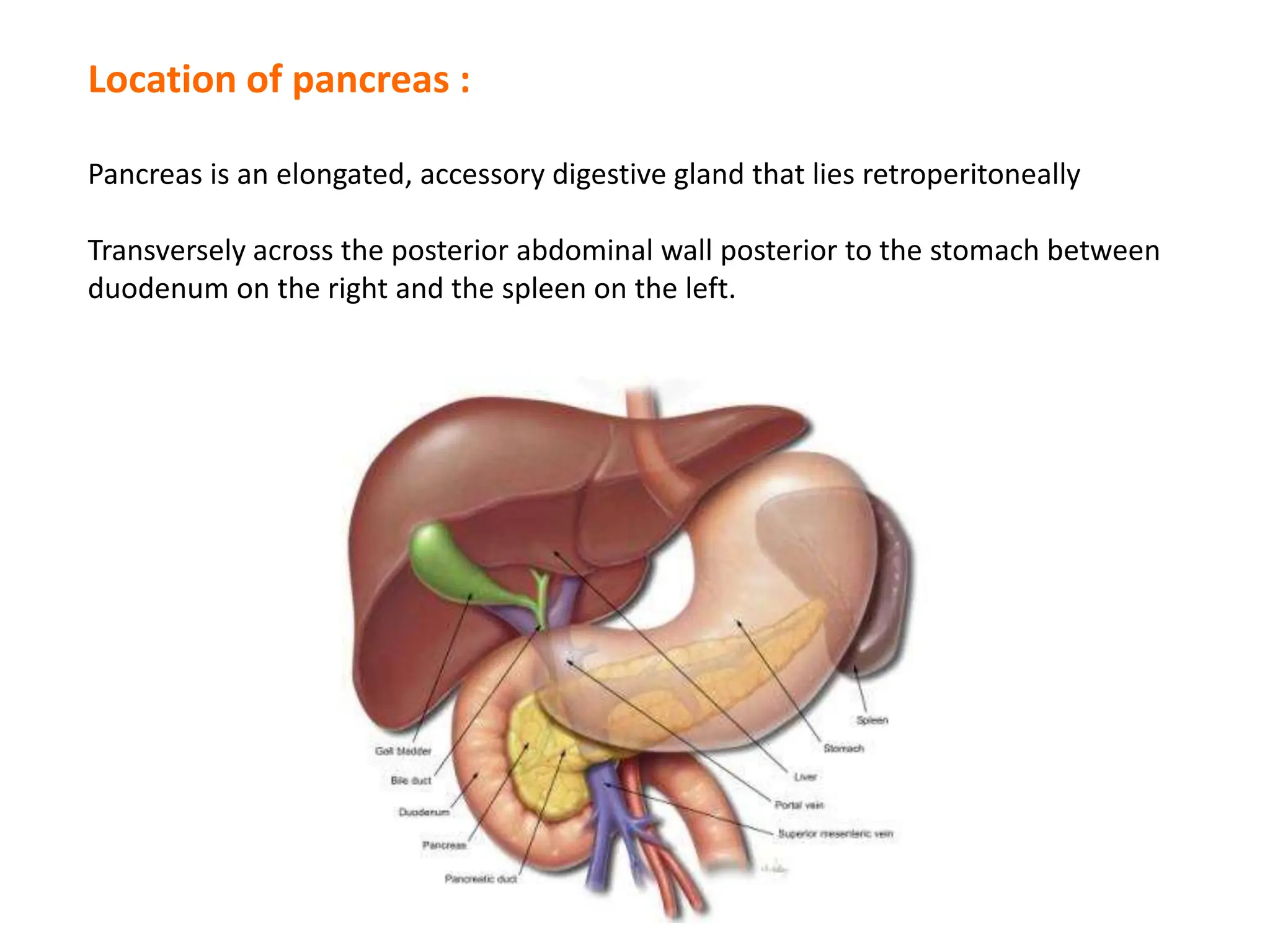 anatomy-of-pancreas-Pancreas is an elongated, accessory digestive gland ...