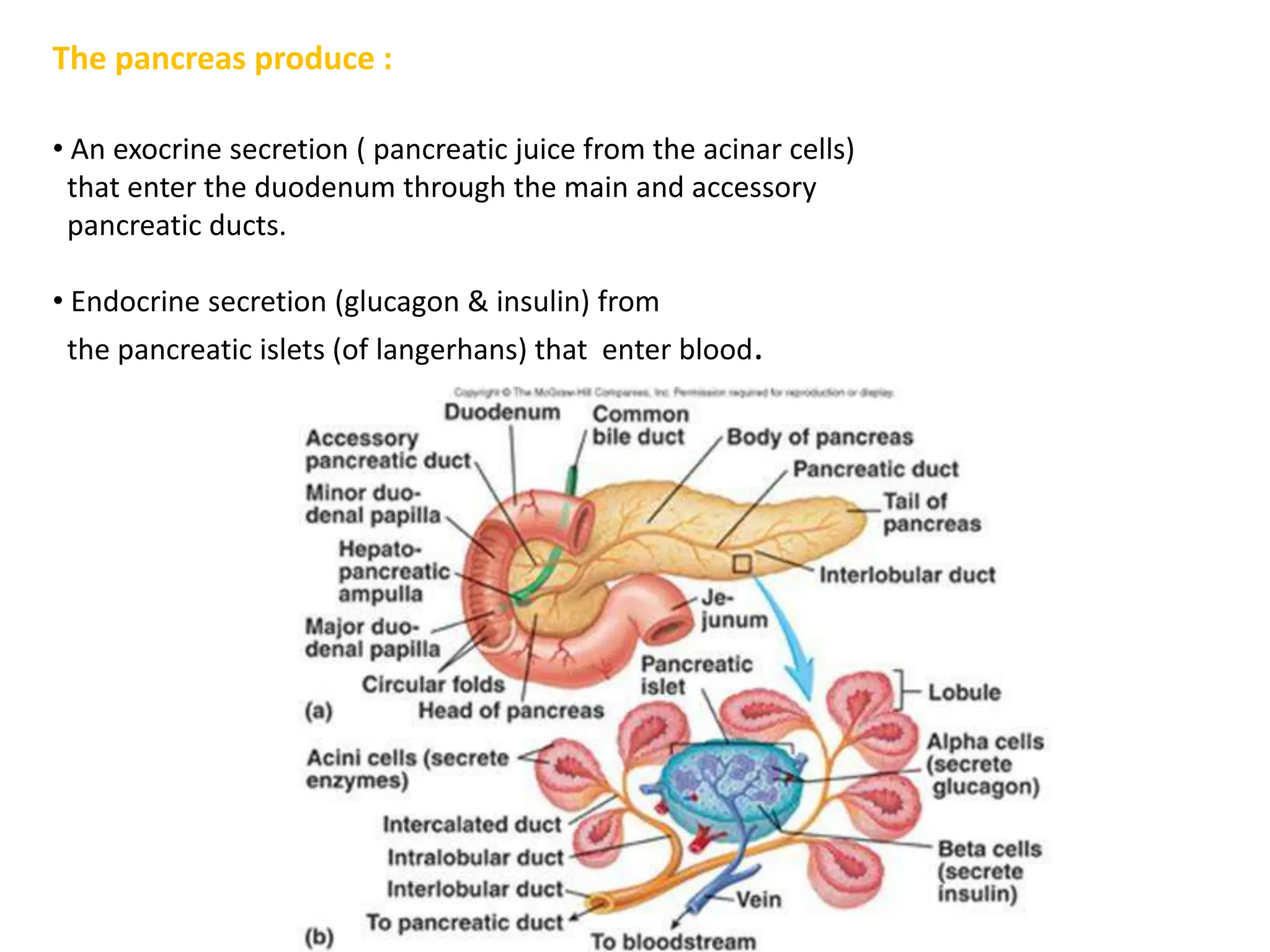 anatomy-of-pancreas-Pancreas is an elongated, accessory digestive gland ...