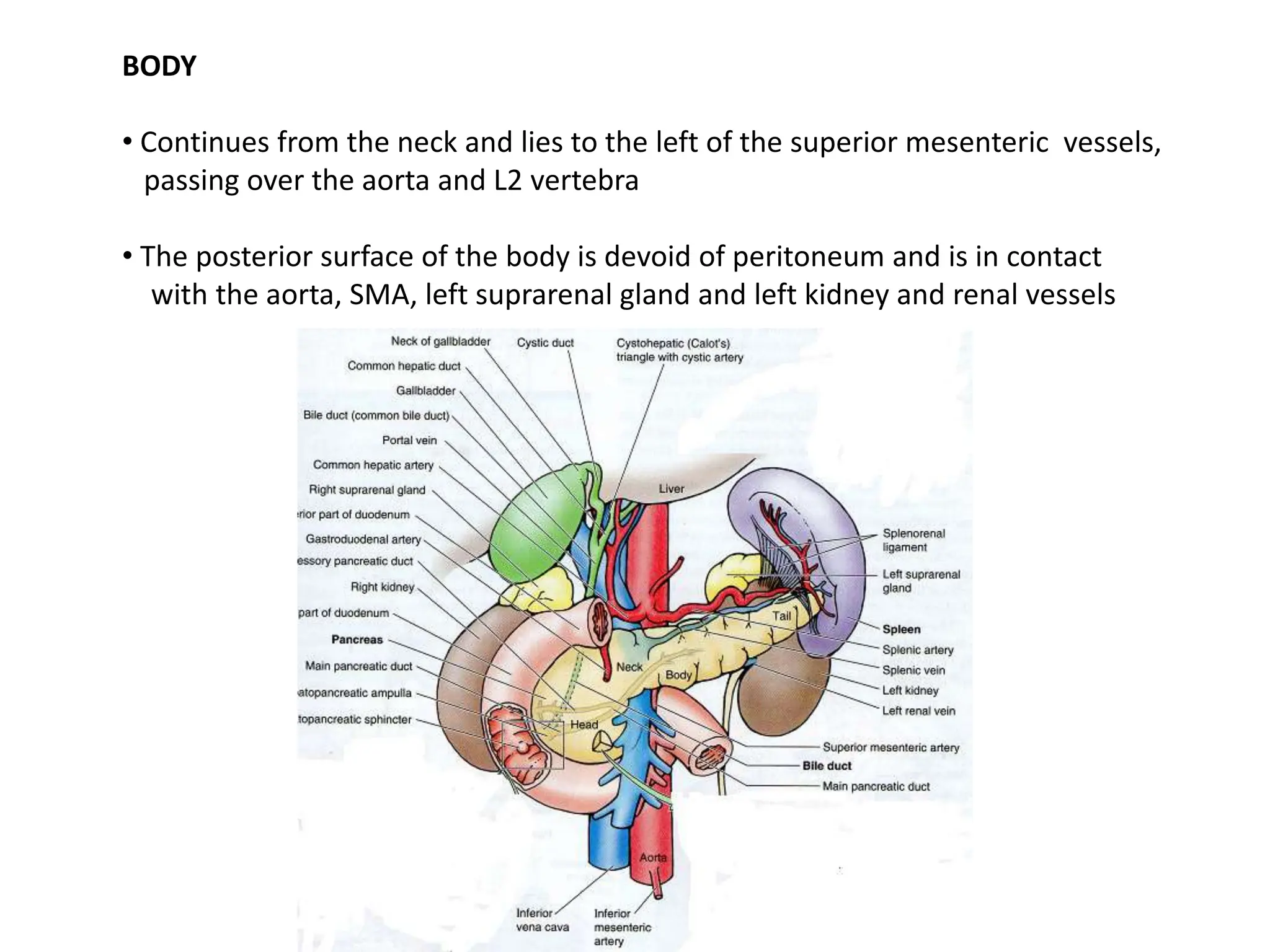 anatomy-of-pancreas-Pancreas is an elongated, accessory digestive gland ...