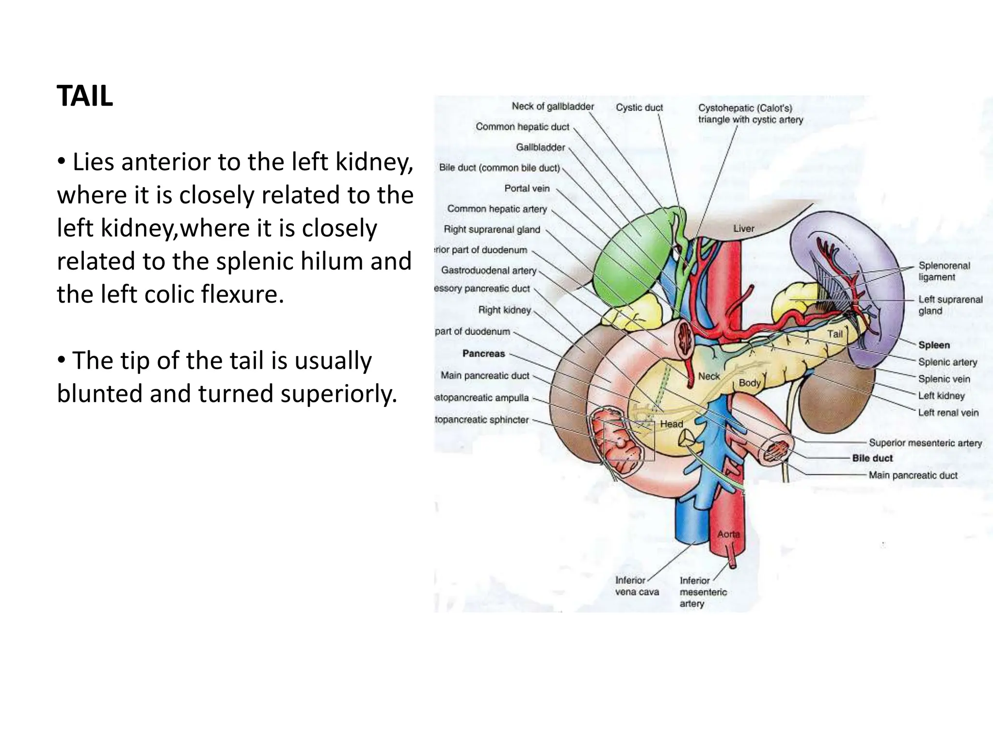 anatomy-of-pancreas-Pancreas is an elongated, accessory digestive gland ...