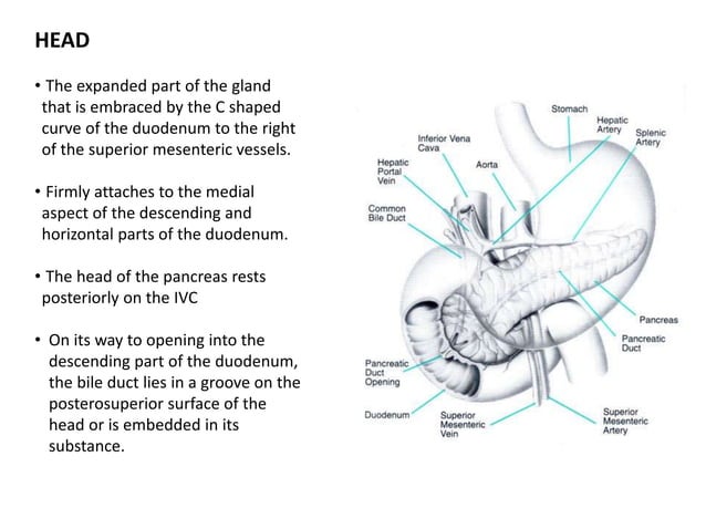 anatomy-of-pancreas-Pancreas is an elongated, accessory digestive gland ...