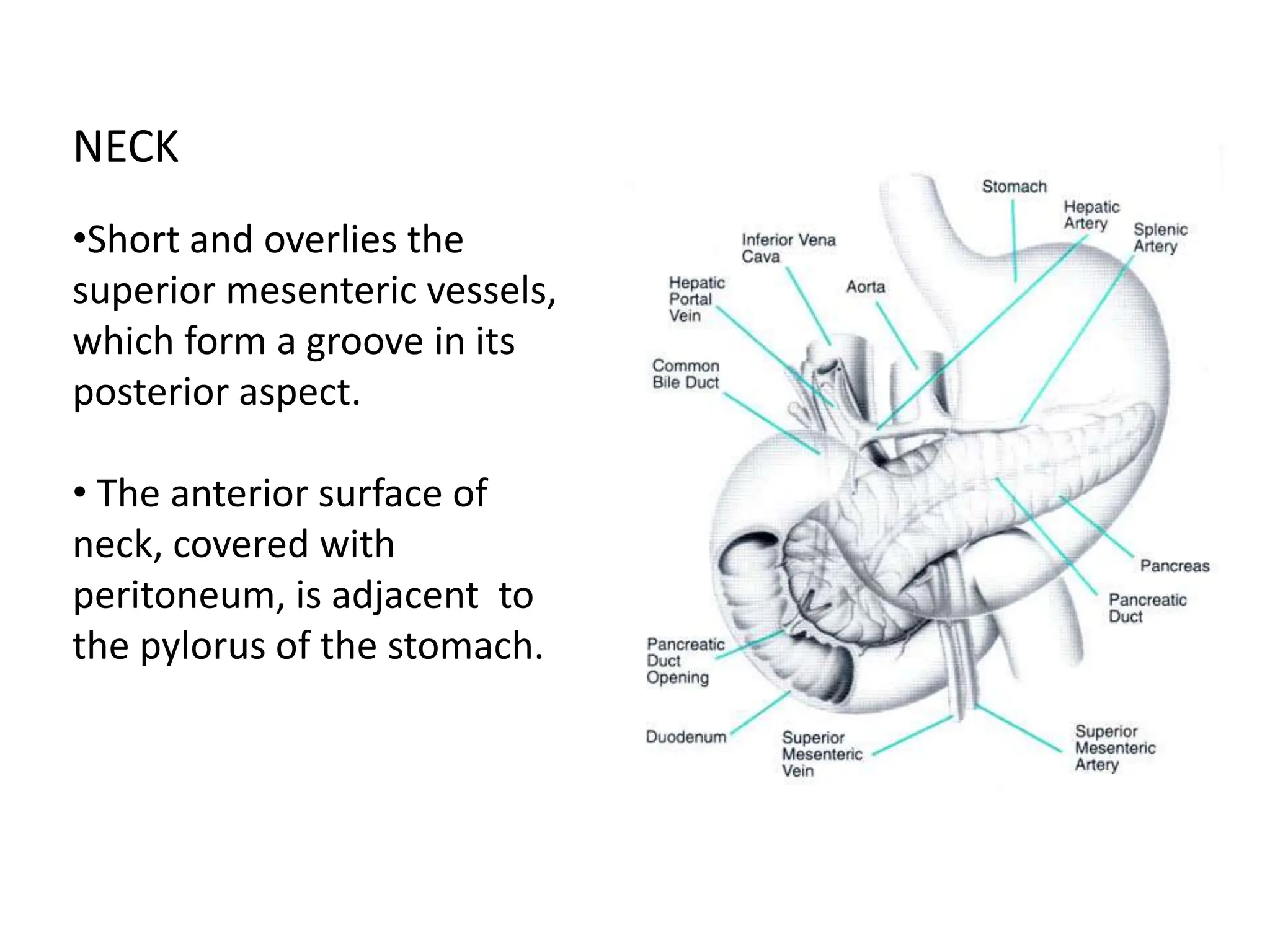 anatomy-of-pancreasPancreas is an elongated, accessory digestive gland ...