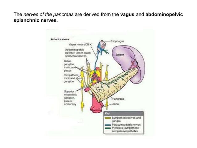 anatomy-of-pancreasPancreas is an elongated, accessory digestive gland ...