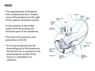 anatomy-of-pancreasPancreas is an elongated, accessory digestive gland ...