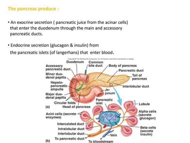 anatomy-of-pancreas Pancreas is an elongated, accessory digestive gland ...