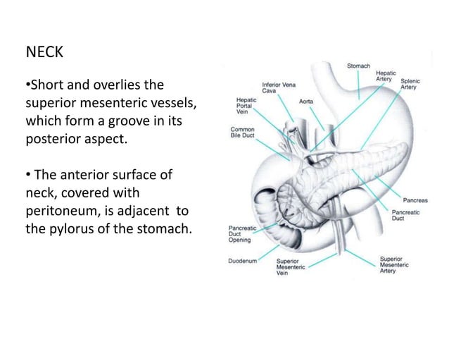 anatomy-of-pancreas Pancreas is an elongated, accessory digestive gland ...