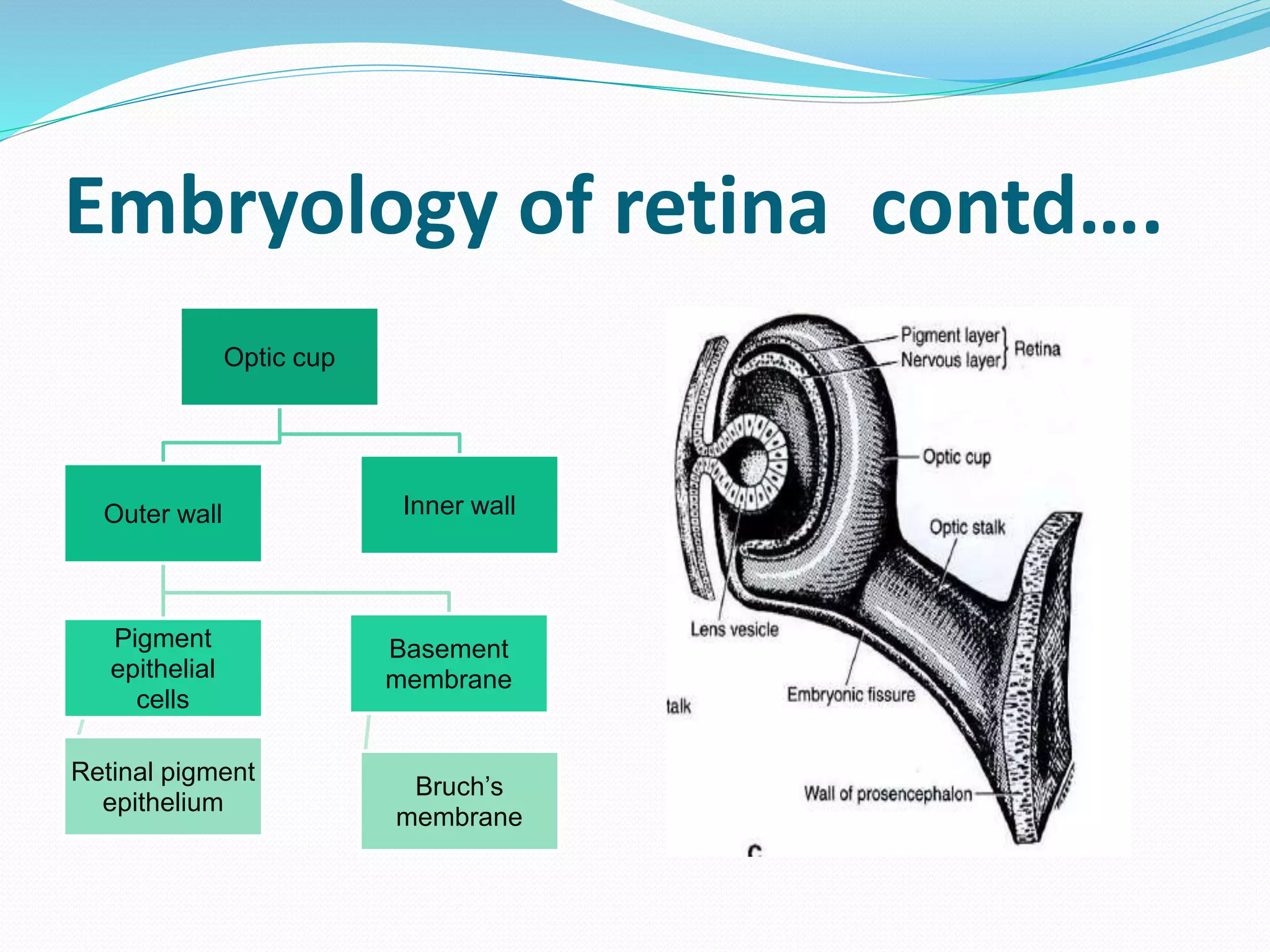 Anatomy of Retina and vitreous | PPTX