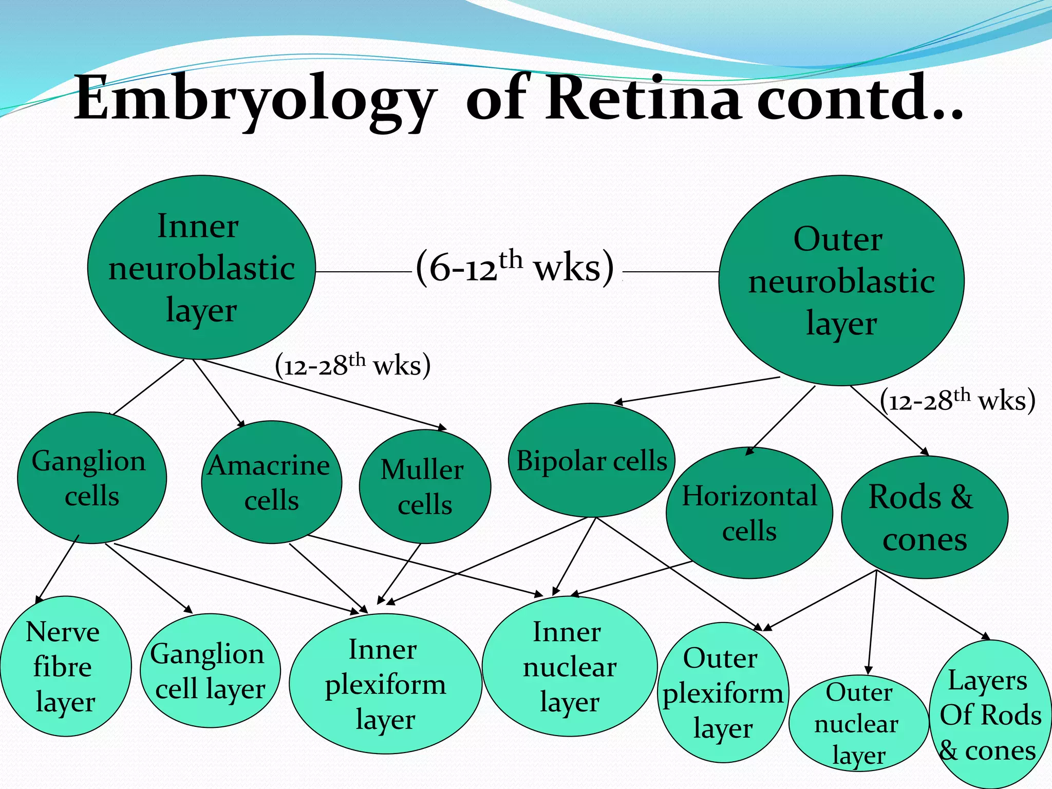 Anatomy of Retina and vitreous | PPTX