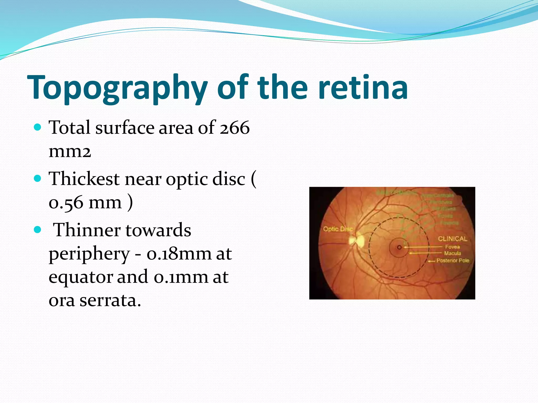 Anatomy of Retina and vitreous | PPTX