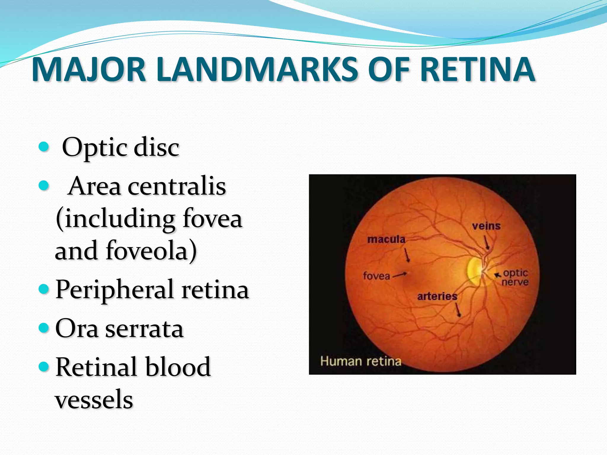 Anatomy of Retina and vitreous | PPTX