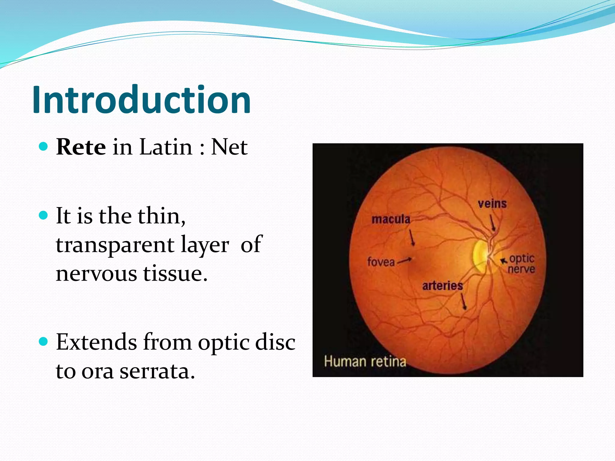 Anatomy of Retina and vitreous | PPTX