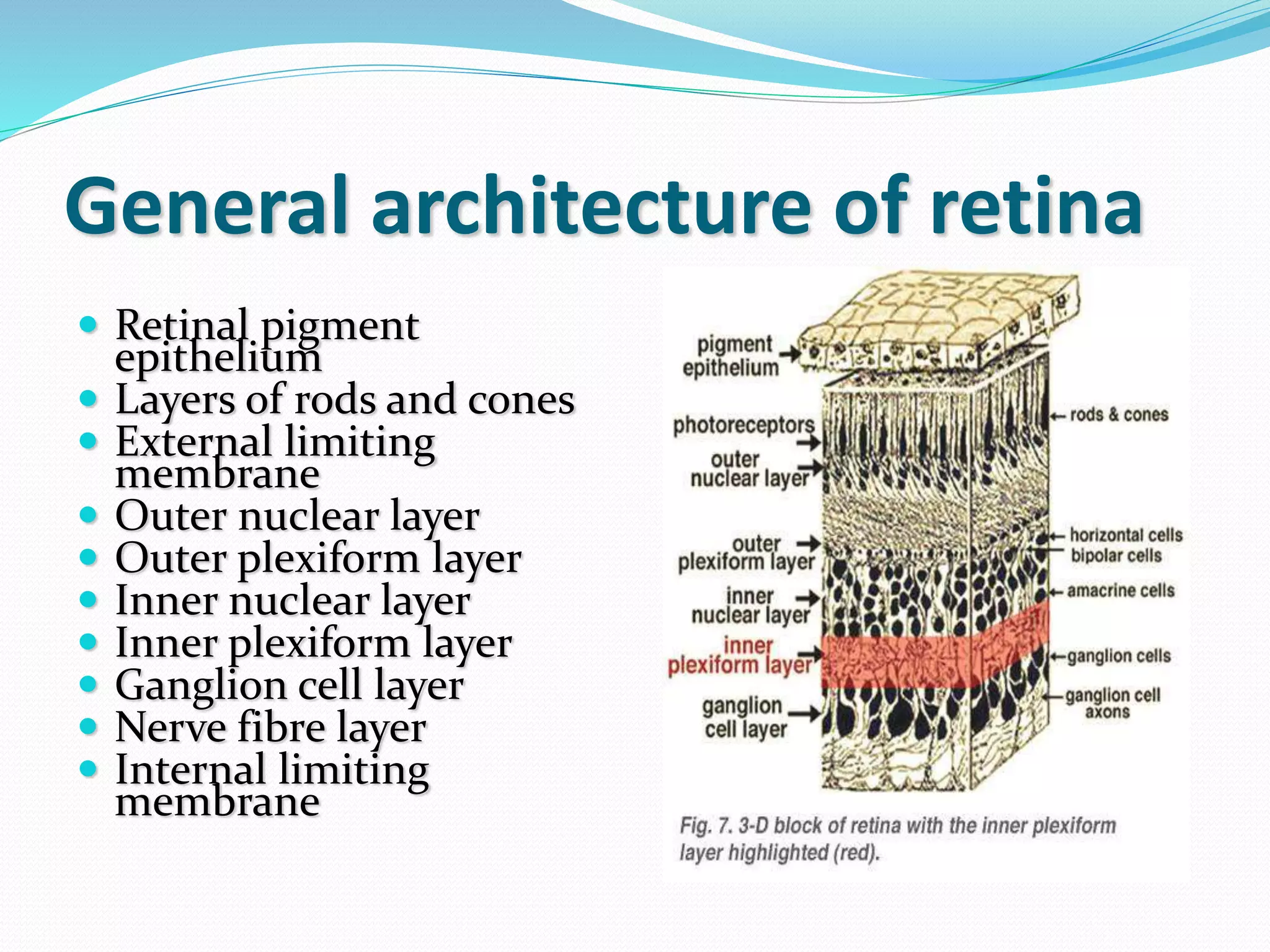 Anatomy of Retina and vitreous | PPTX