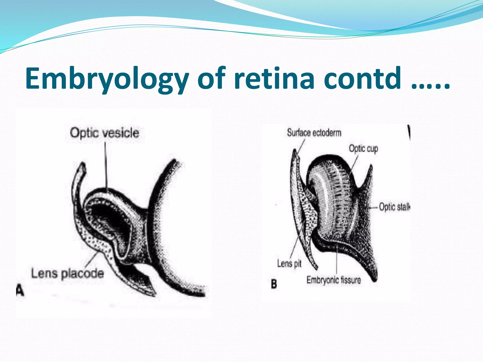 Anatomy of Retina and vitreous | PPTX