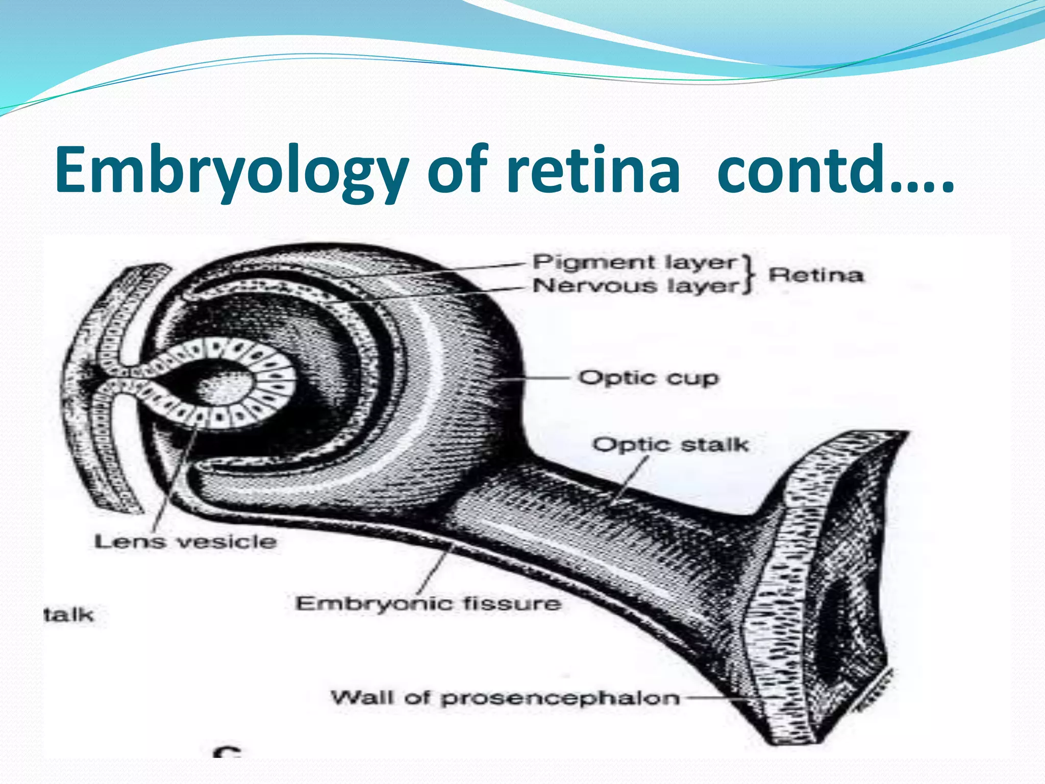 Anatomy of Retina and vitreous | PPTX