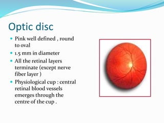 Anatomy of Retina and vitreous | PPT