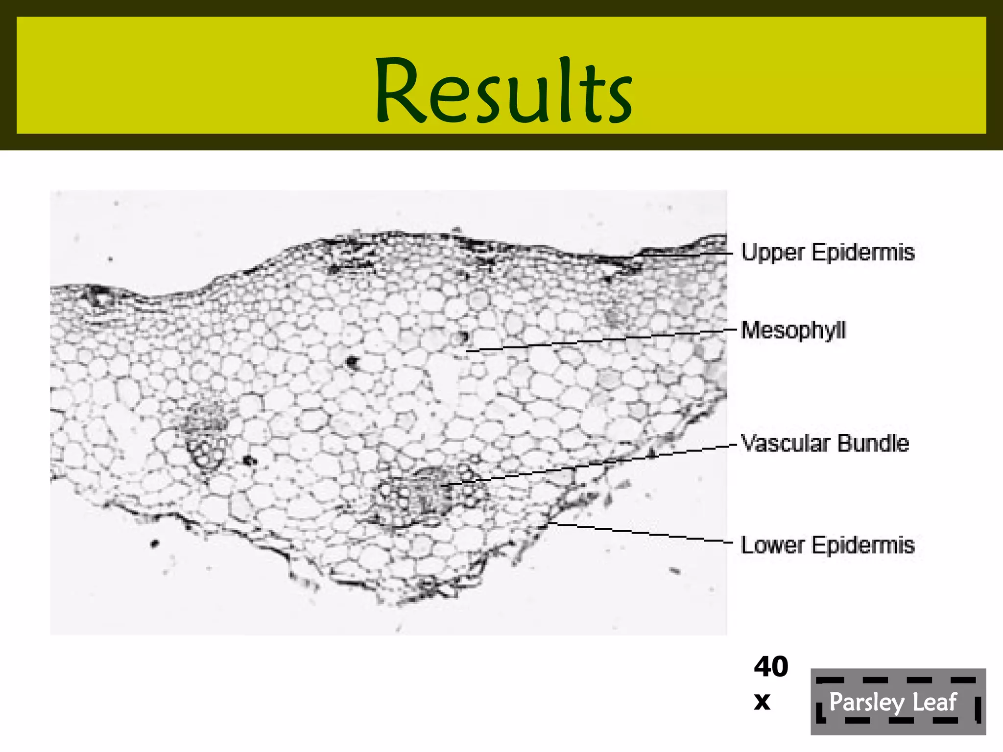 Anatomy Of Some Dicot Plant In Salaya Putthamonthon Nakhonpathom Ppt