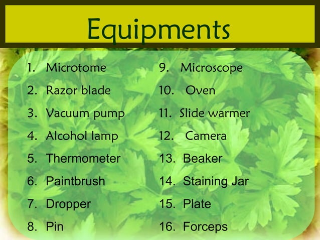 Anatomy Of Some Dicot Plant In Salaya Putthamonthon Nakhonpathom Ppt