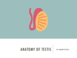 Anatomy-of-Testis.pptx based on the human creatures | PPTX