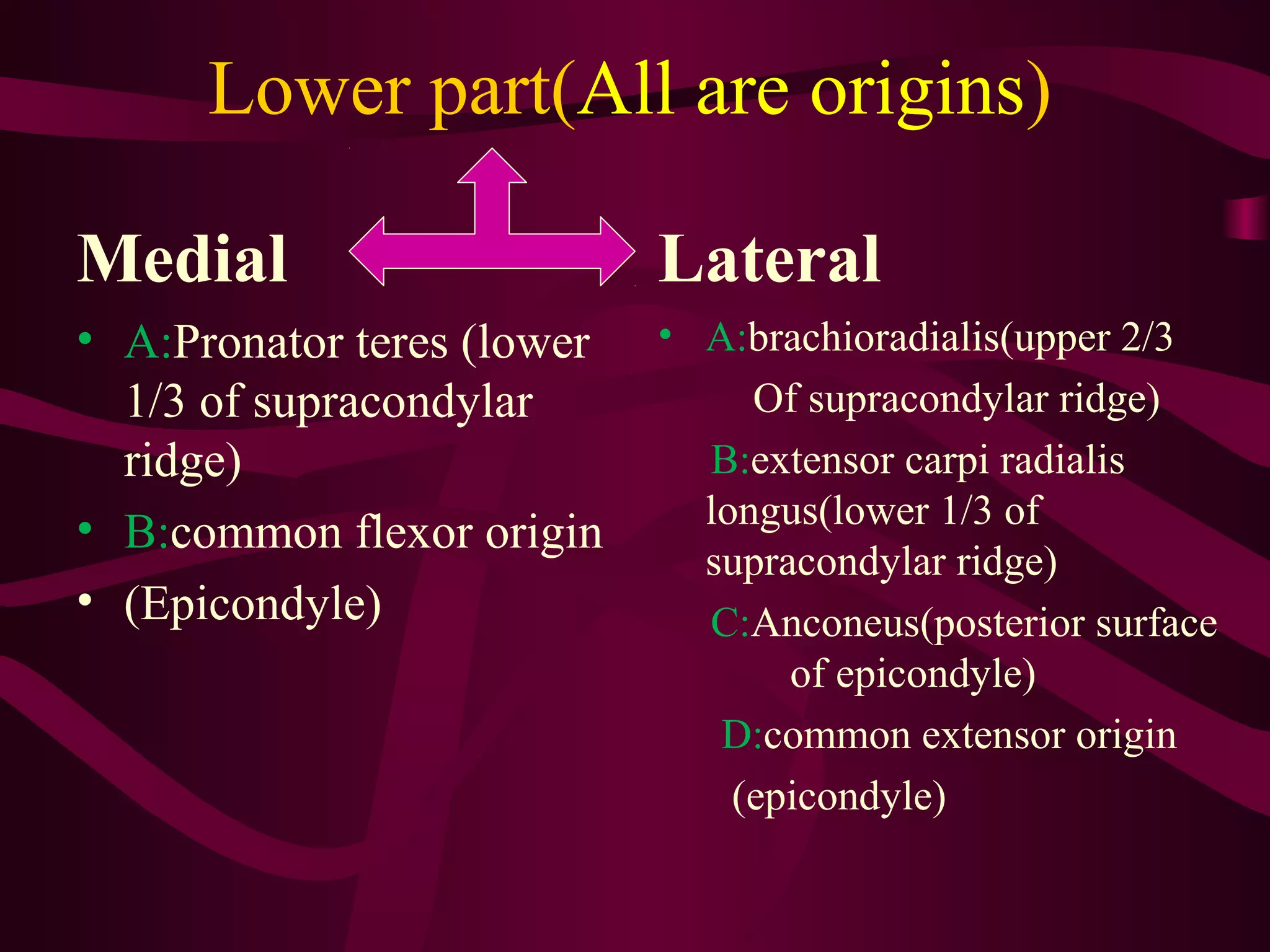 Anatomy of the arm (detailed) | PPT