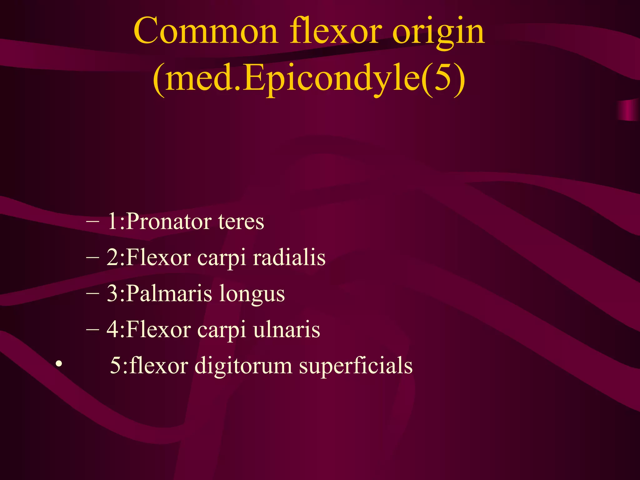 Anatomy of the arm (detailed) | PPT