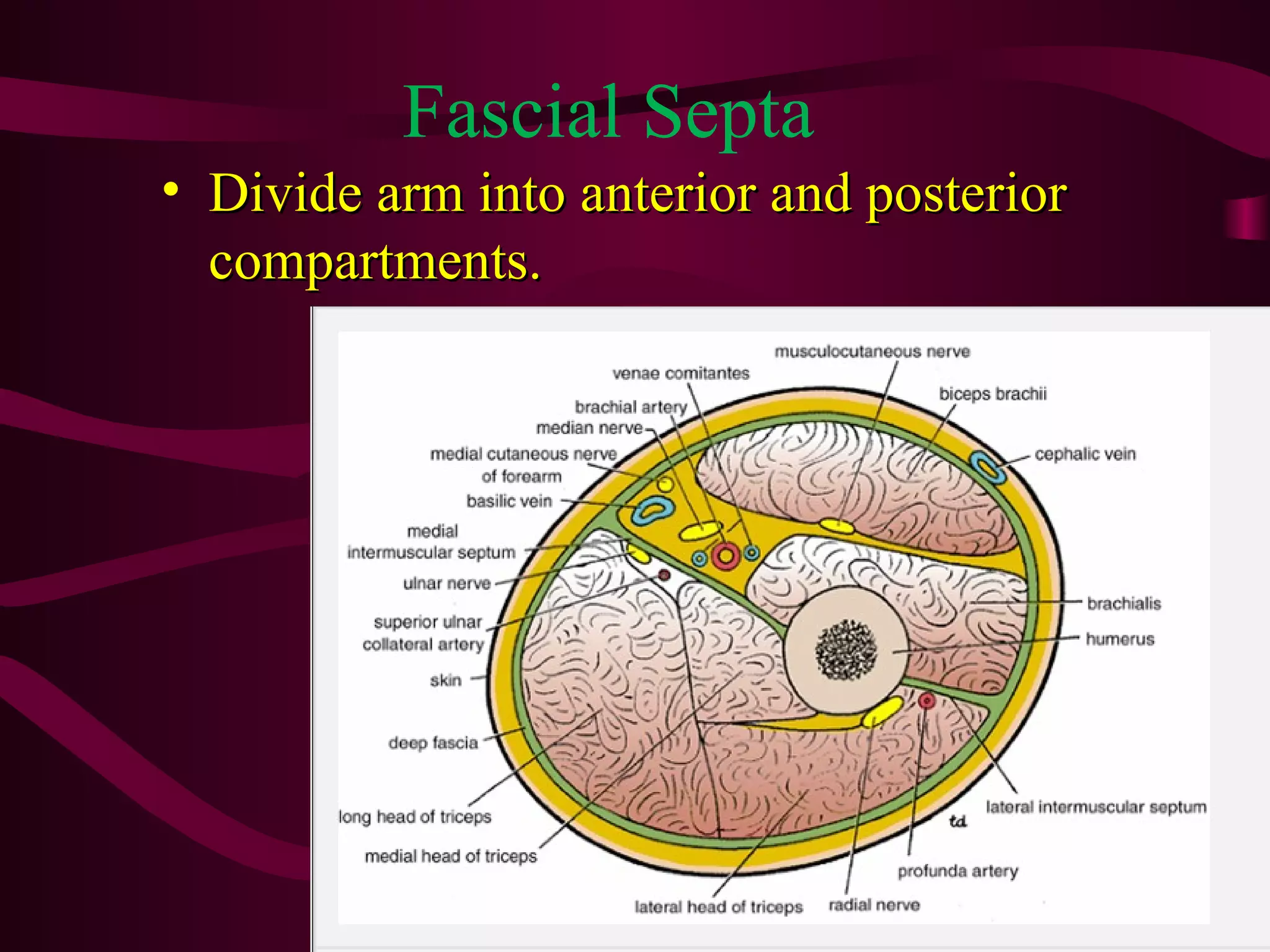 Anatomy of the arm (detailed) | PPT