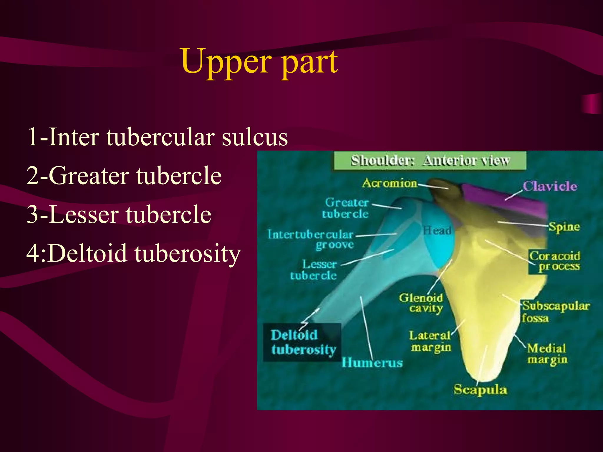 Anatomy of the arm (detailed) | PPT