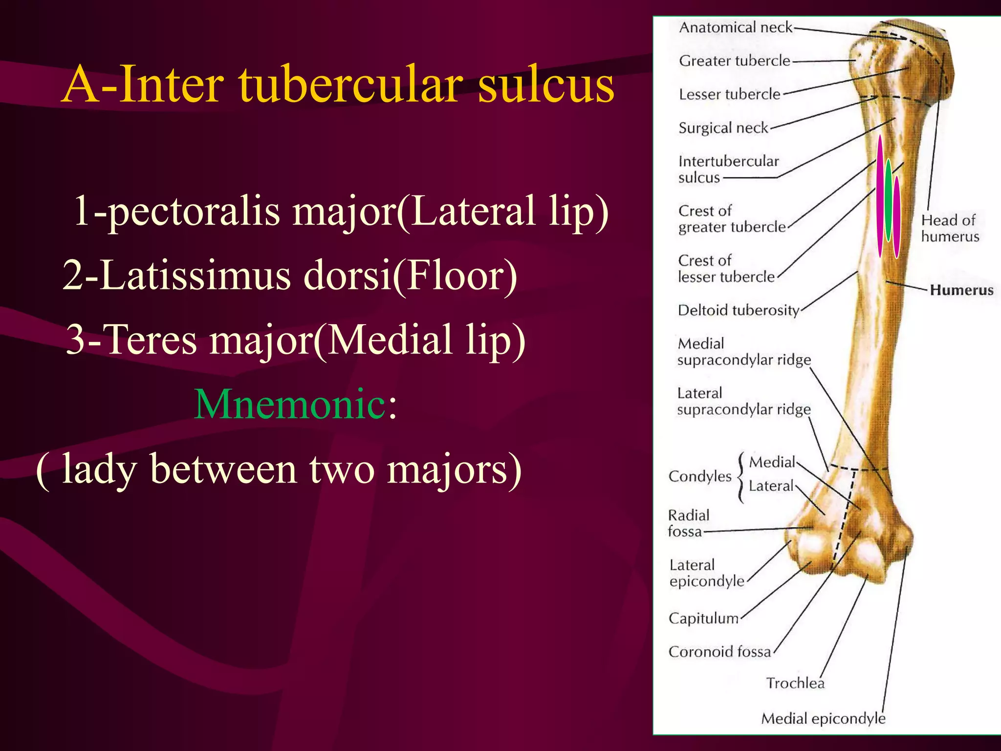 Anatomy of the arm (detailed) | PPT