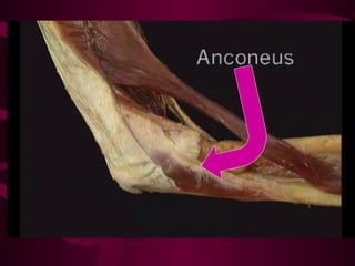 Anatomy of the arm (detailed) | PPT