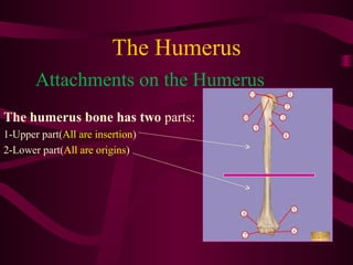 Anatomy of the arm (detailed) | PPT