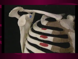 Anatomy of the arm (detailed) | PPT