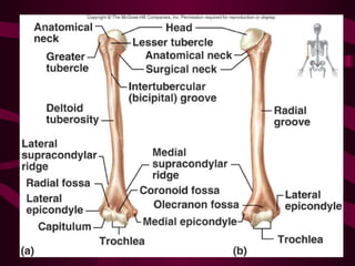 Anatomy of the arm (detailed) | PPT
