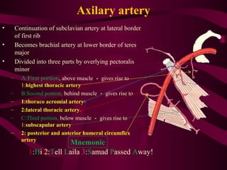 Anatomy of the arm (detailed) | PPT