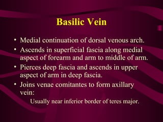 Anatomy of the arm (detailed) | PPT