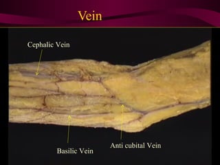 Anatomy of the arm (detailed) | PPT