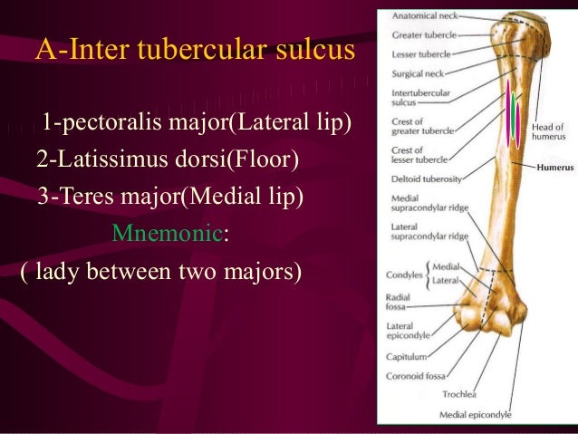 Anatomy of the arm (detailed)
