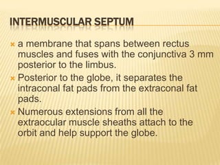 Anatomy of-the-extraocular-muscles-1390-2011 | PPT