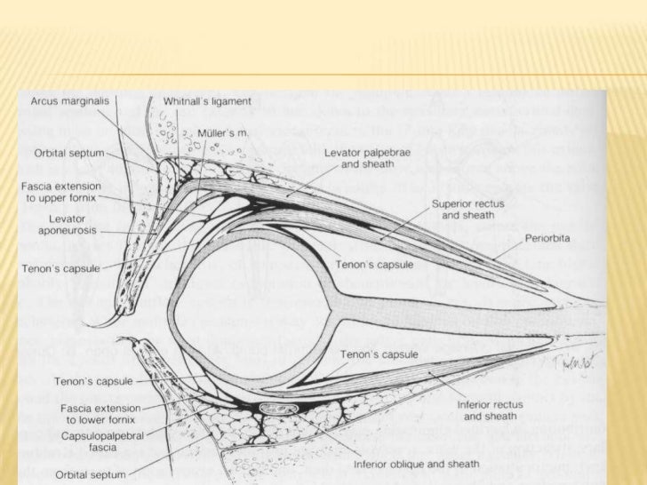 Anatomy of-the-extraocular-muscles-1390-2011