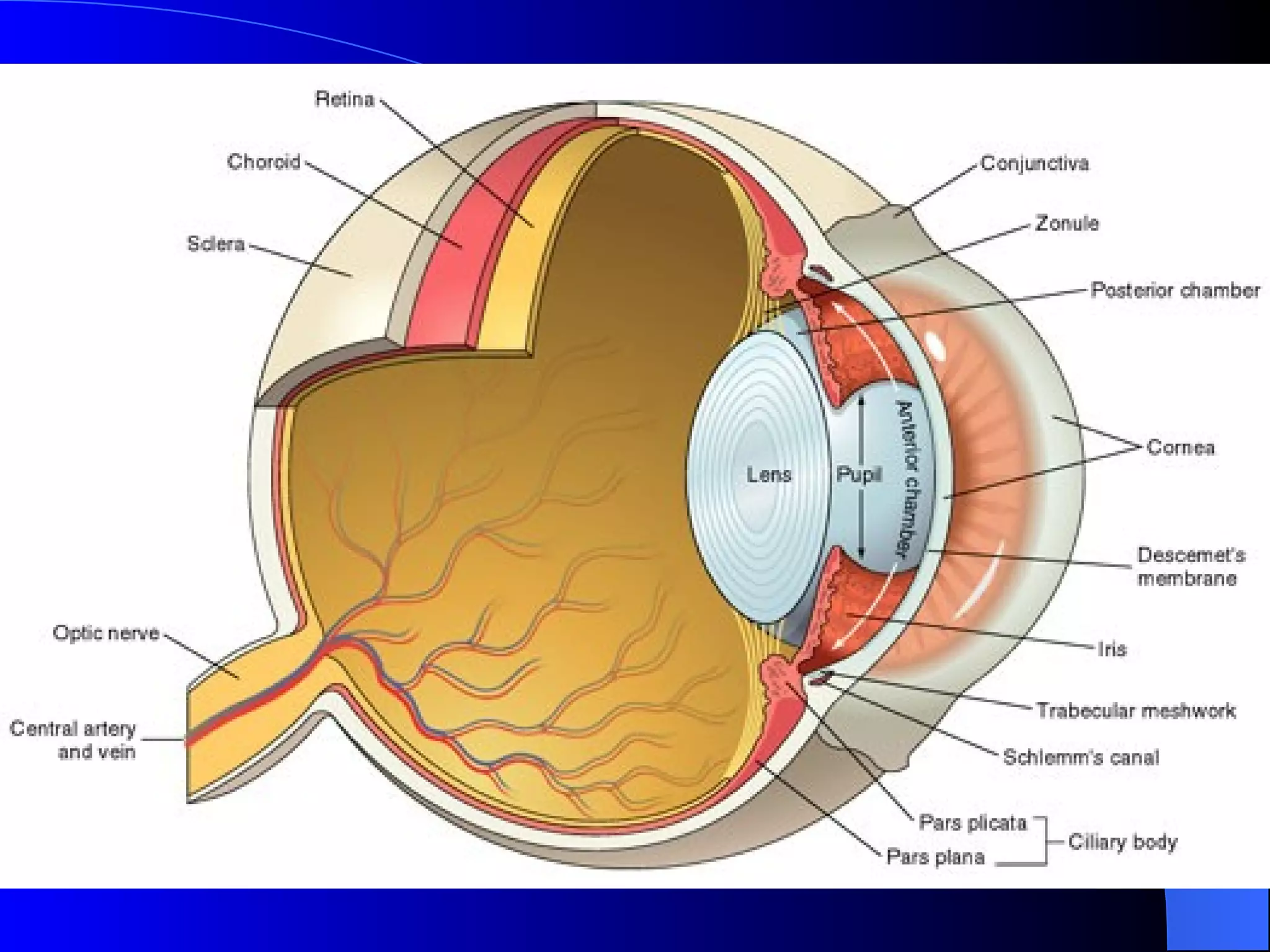 Anatomy of the Eye | PPT