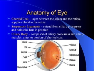 Anatomy of the Eye | PPT