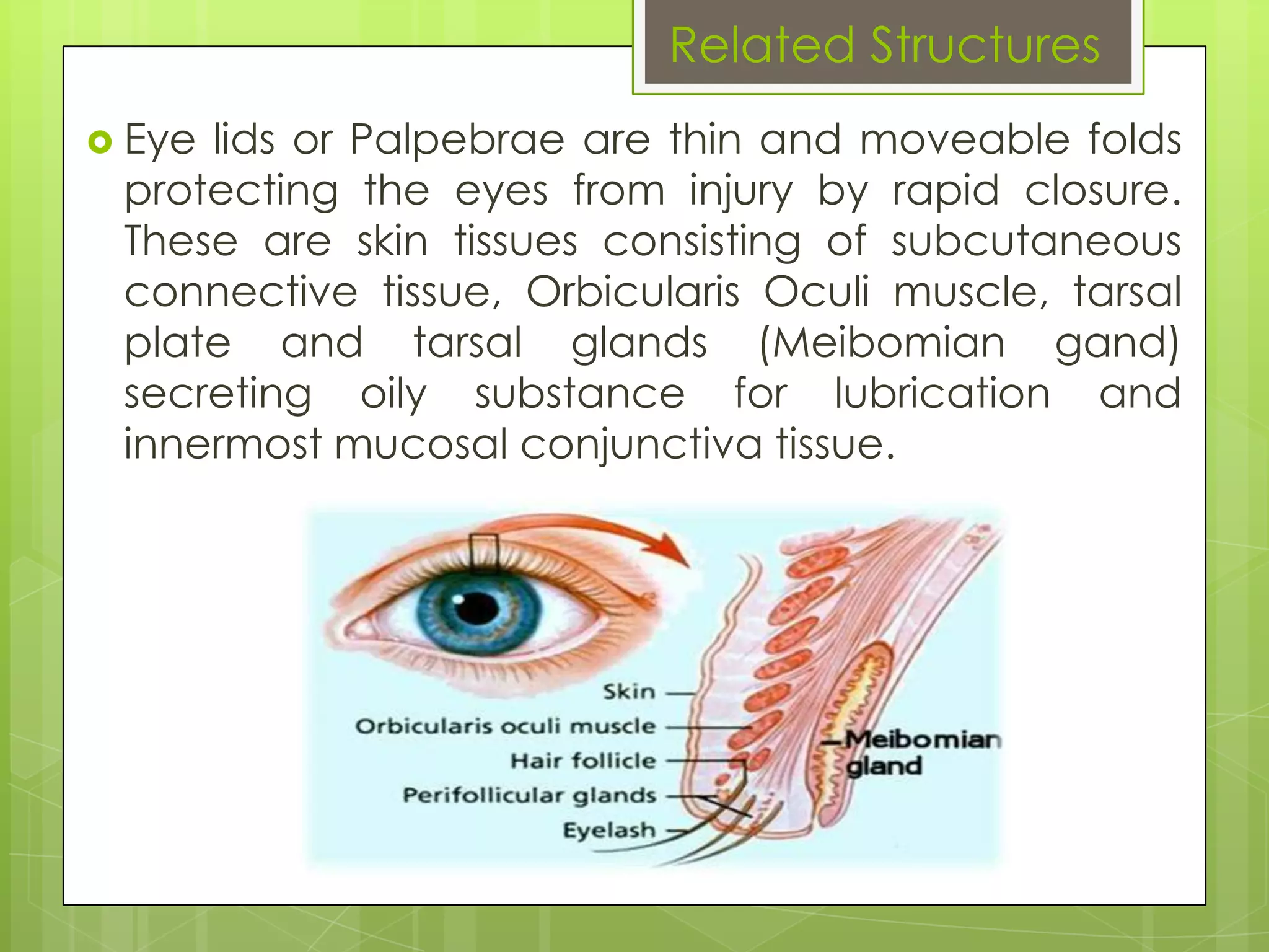 Anatomy of the Human Eye By Mohammed Shurrab | PPTX