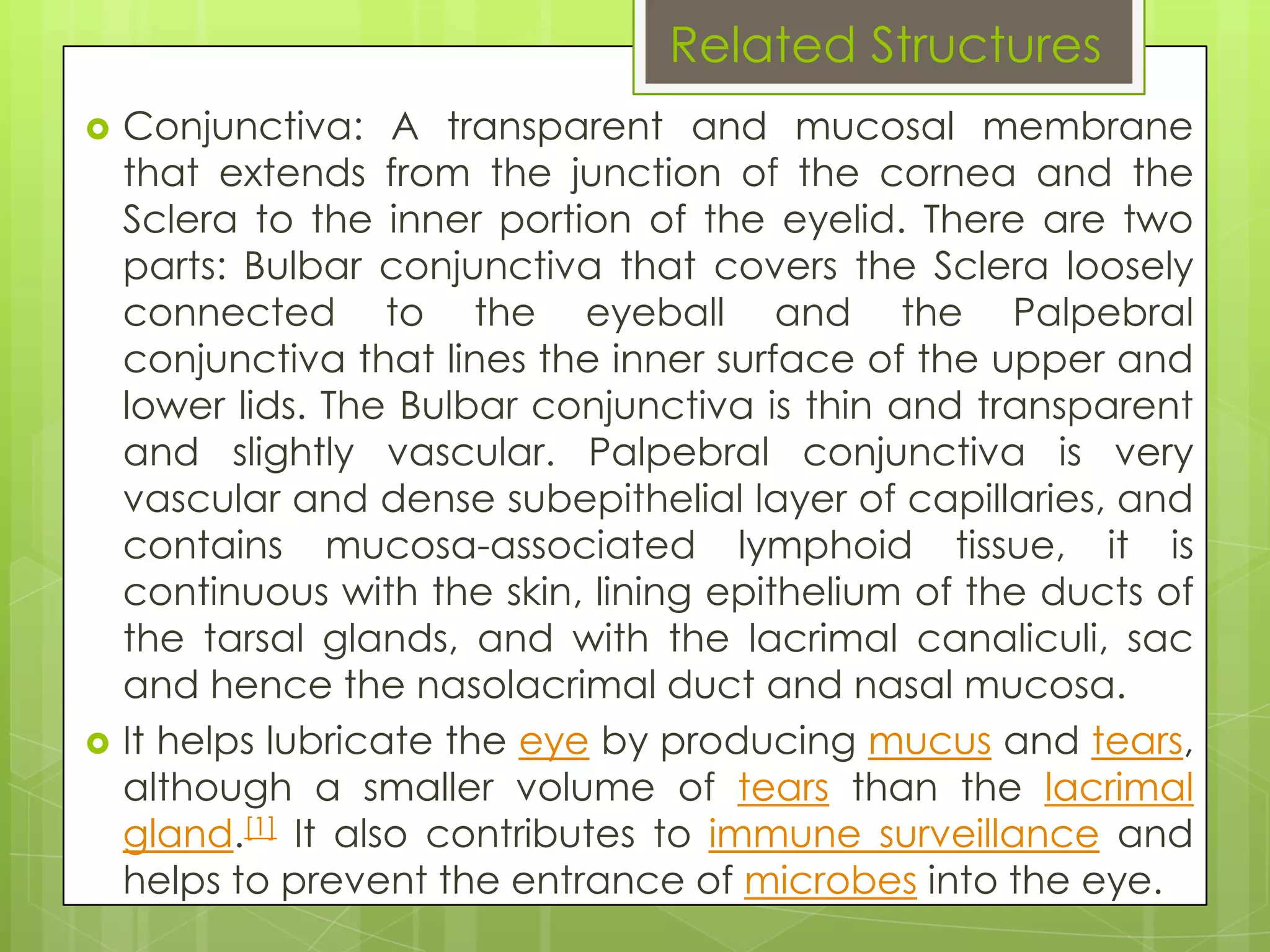 Anatomy of the Human Eye By Mohammed Shurrab | PPTX