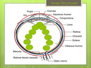Anatomy of the Human Eye By Mohammed Shurrab | PPTX