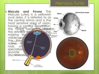 Anatomy of the Human Eye By Mohammed Shurrab | PPTX