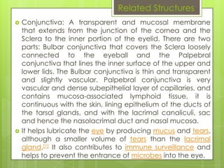 Anatomy of the Human Eye By Mohammed Shurrab | PPTX