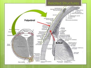 Anatomy of the Human Eye By Mohammed Shurrab | PPTX