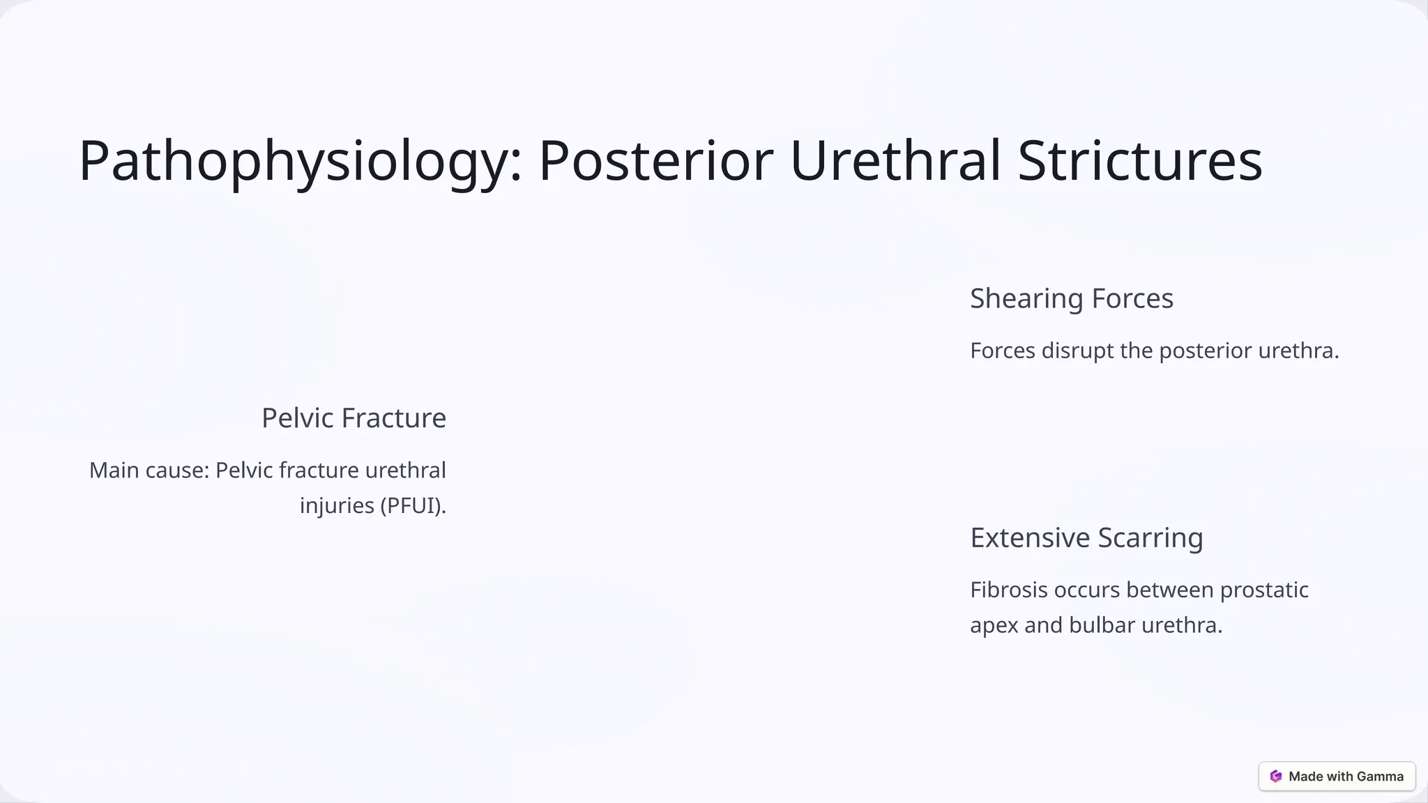 Anatomy-of-the-Male-Urethra and Disease progression | PPTX